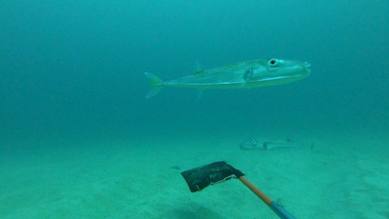 Norfolk Island seafloor mapping reveals deep reefs and diverse habitat ...