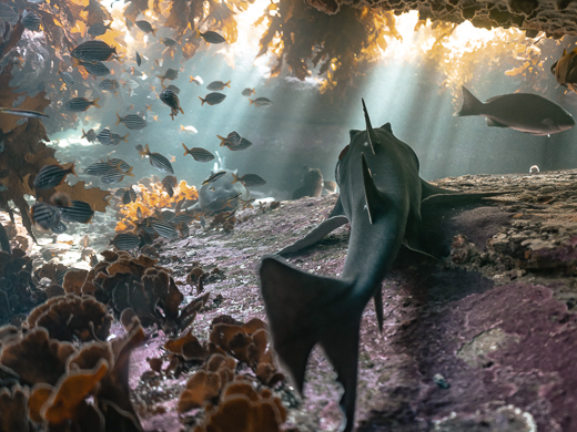 Sea life census taken at NSW Aquatic Reserves - Marine Business News