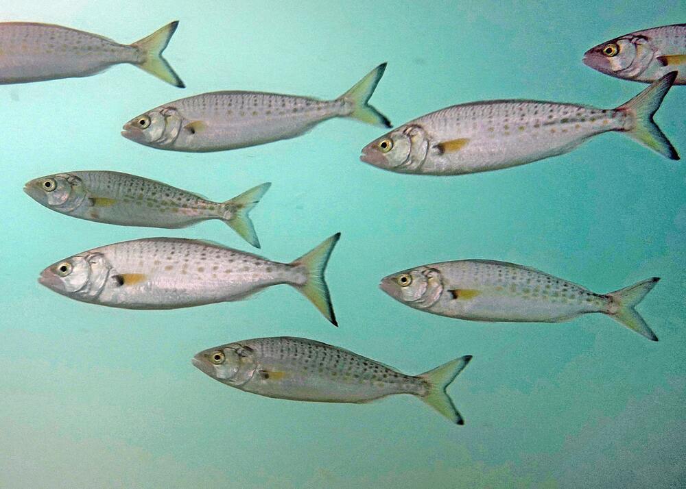 Sea life diverse and abundant at Port Coogee Marina in WA - Marine ...