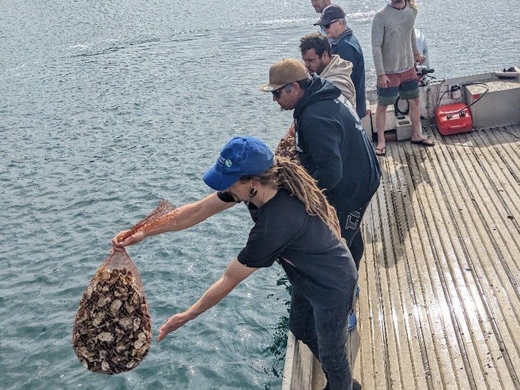 Bringing Back Rare Oyster Reefs – One Step at a Time - Marine Business News