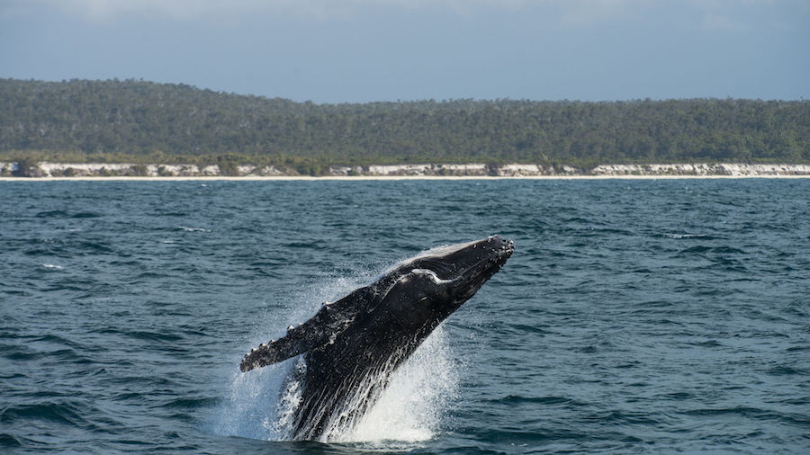 Have a whale of a good time this season! - Marine Business News