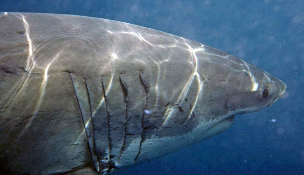 “Good ol’ “flake” has been a fish-and-chip shop staple since Jesus ...
