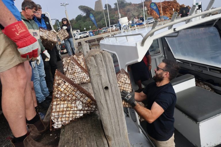 A new shellfish reef in Port Phillip Bay is rebuilding the future of ...