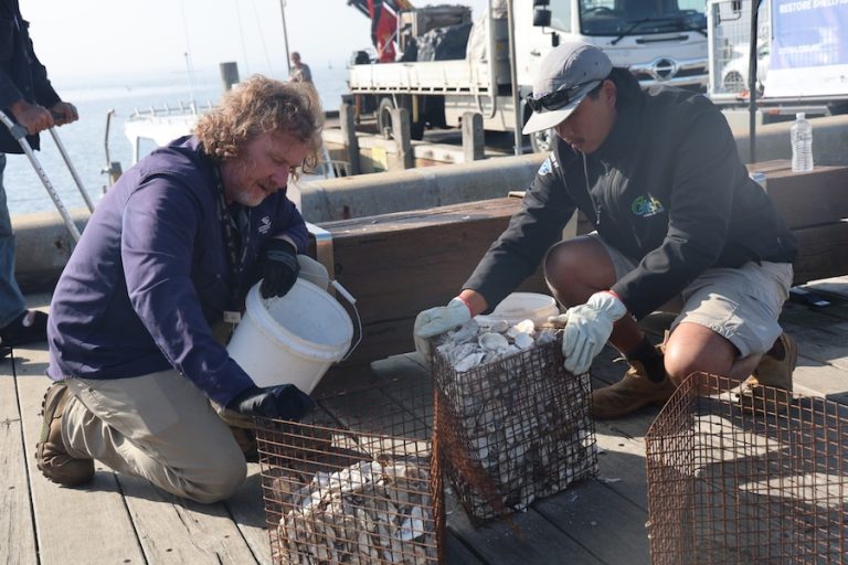 A new shellfish reef in Port Phillip Bay is rebuilding the future of ...